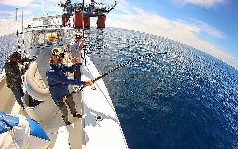 Targeting Cobia During the Migration Season in Gulf Shores